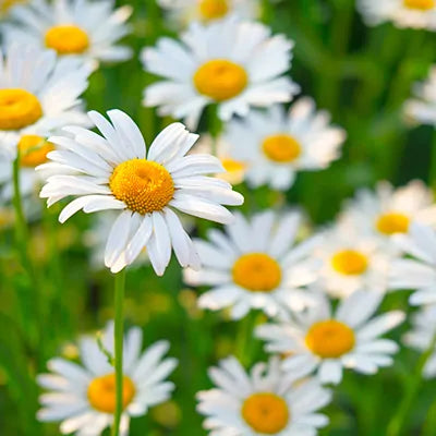 Jacqueline Hayes-Nippins – Hills of Rest